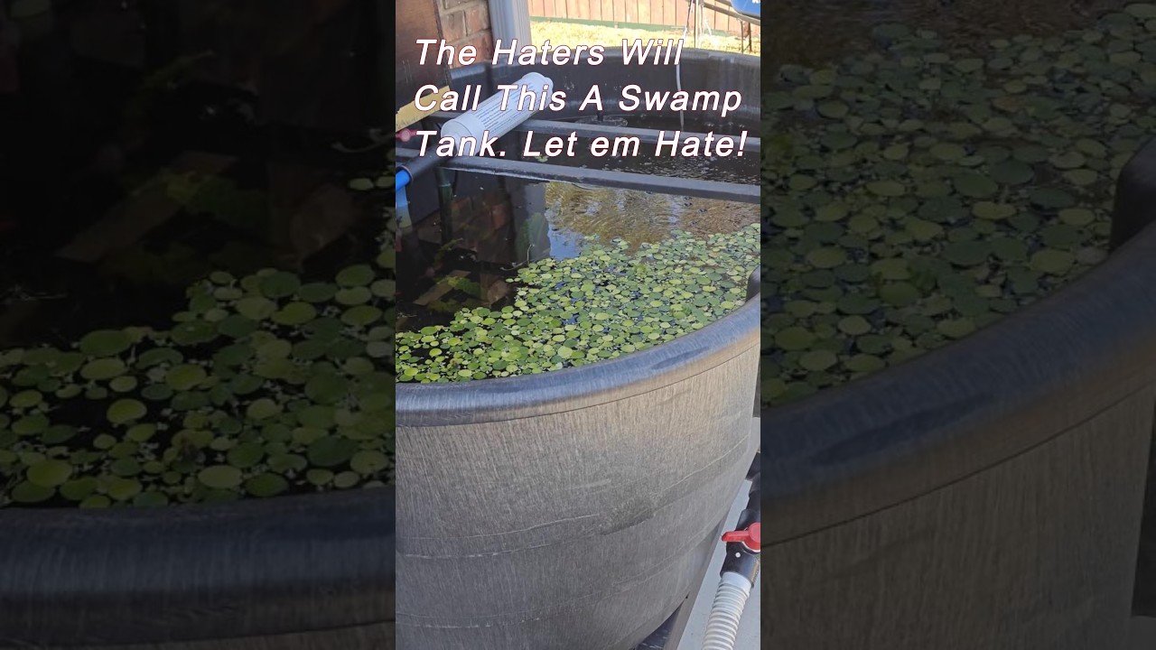 Haters will Say this is a swamp Tank because Ive never changed Water ...