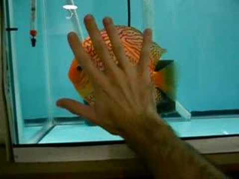 One of the world's biggest Discus fish Pigeon Blood Blue 9 inches ...