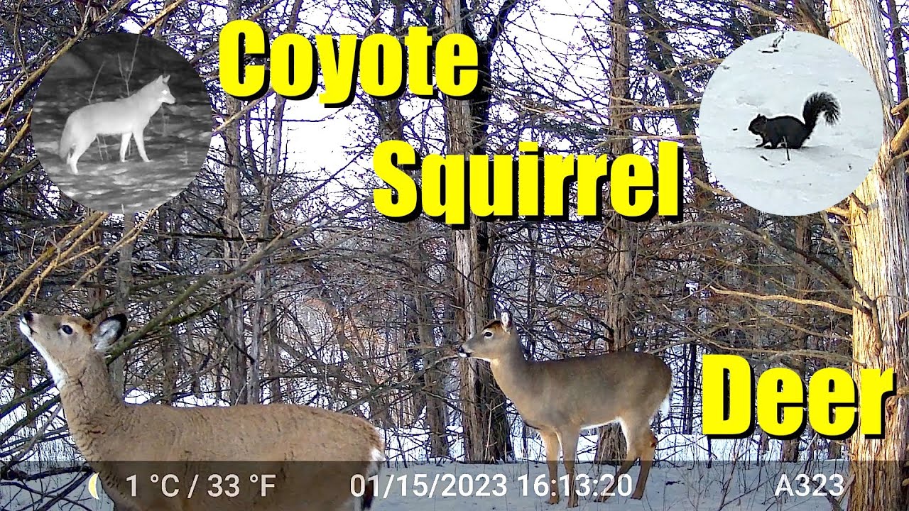 Agitato A262/A323 Trail Cams: January 15-21, 2023 - YouTube