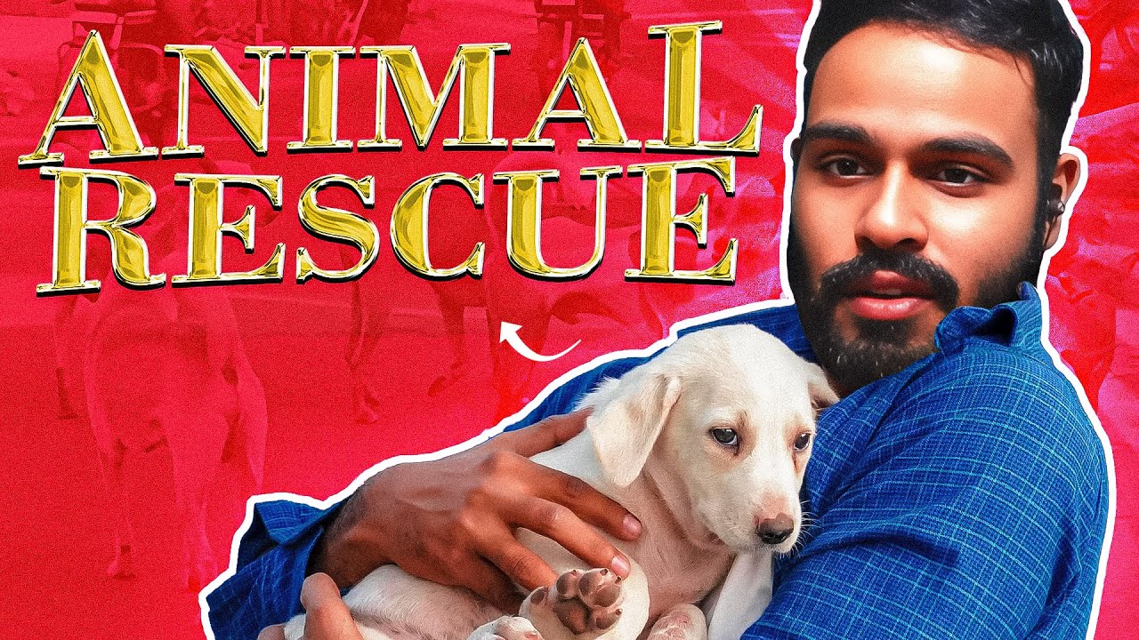 Animal Rescue YouTube animal-rescue-youtube