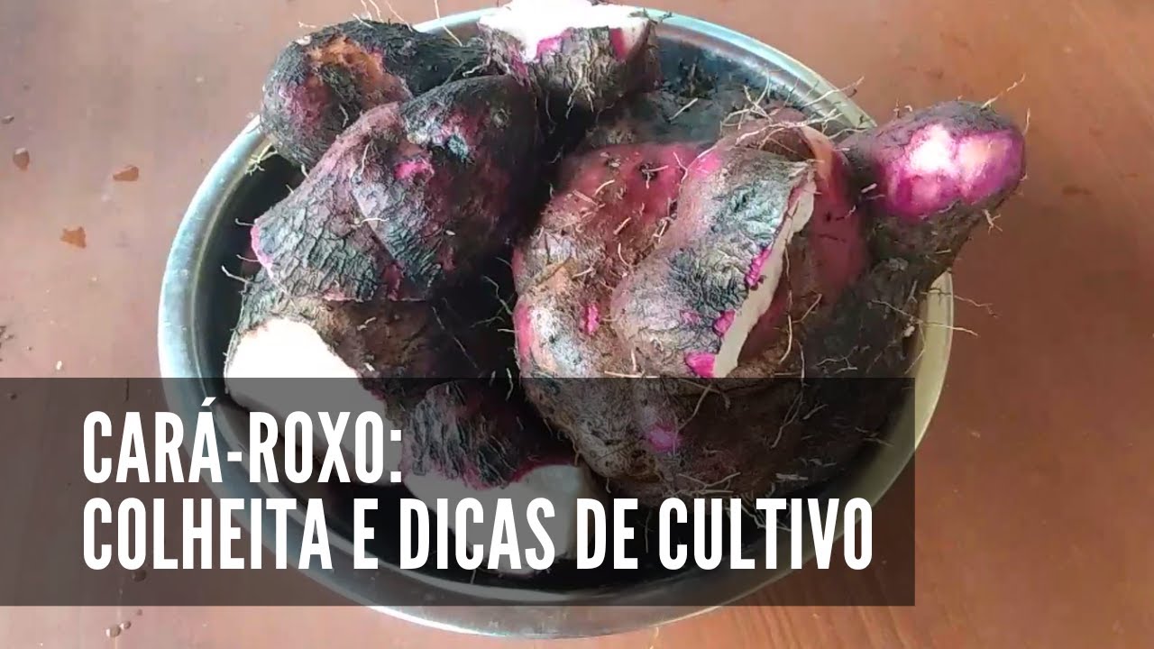 Cará-roxo: colheita e dicas de cultivo - YouTube
