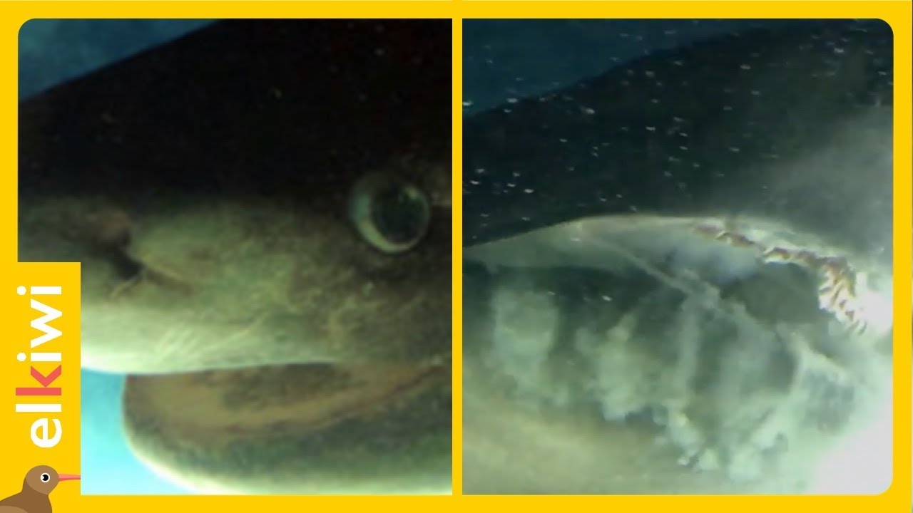 Asombroso tiburón prehistórico encontrado en el Caribe - YouTube