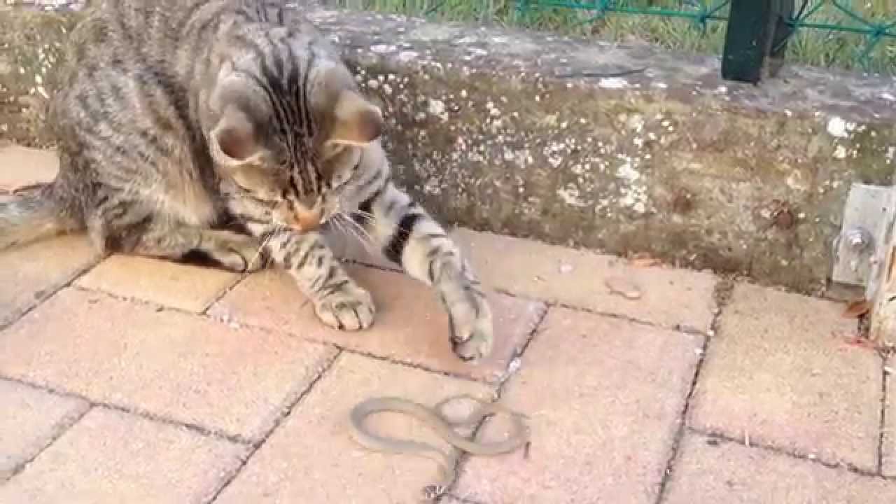 CAT VS SNAKE FIGHTING - YouTube