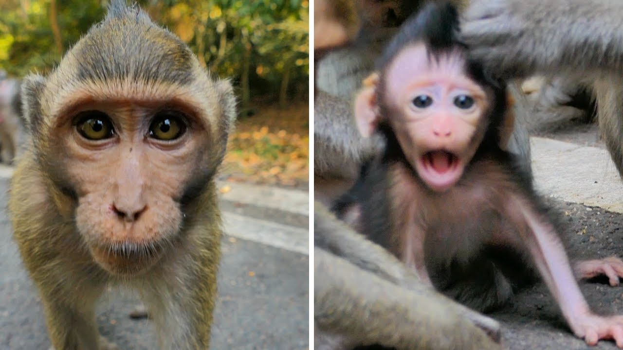 OMG! Look! 🐒💖 How the adorable Monkey's reaction for the first time in ...