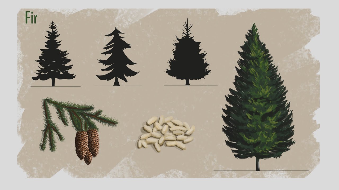 Fir study - Timelapse - YouTube