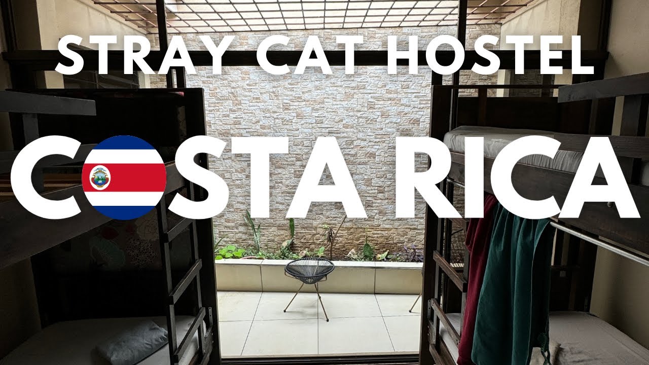 Stray Cat Hostel - San Jose, Costa Rica - YouTube