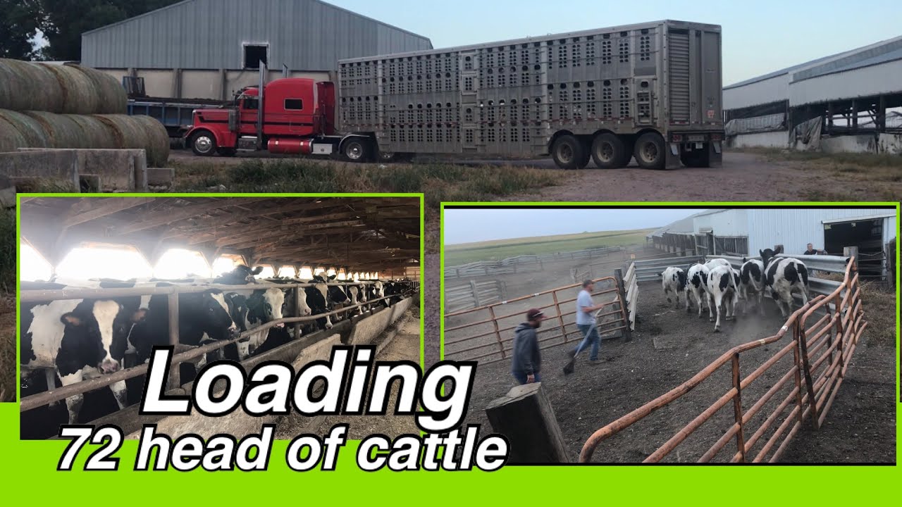 LOADING CATTLE | Farm Life In America - YouTube