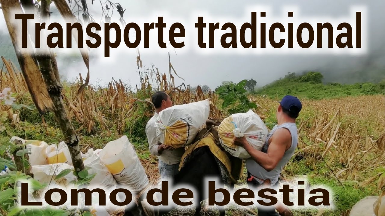 ACARREO DE MAZORCA EN TRANSPORTE TRADICIONAL LOMO DE BESTIA - YouTube