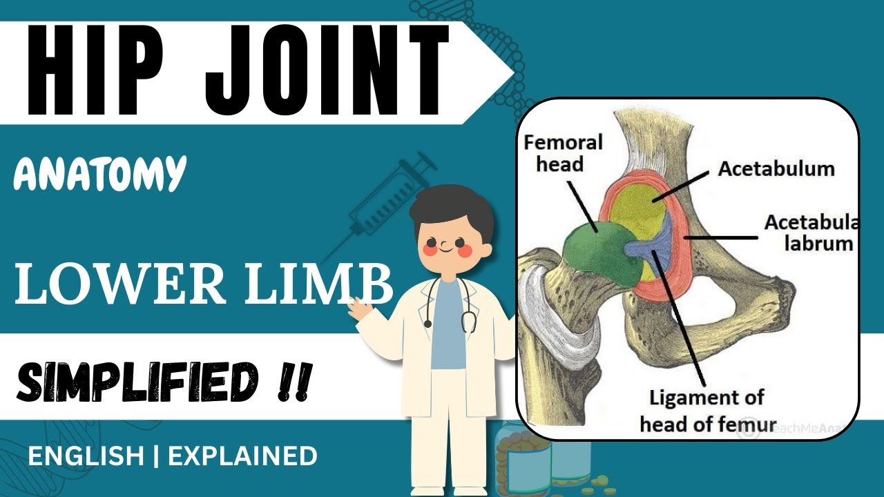 Mbbs Hip Joint Movements of Hip Joint Lower Limb Simplified English BDC ...