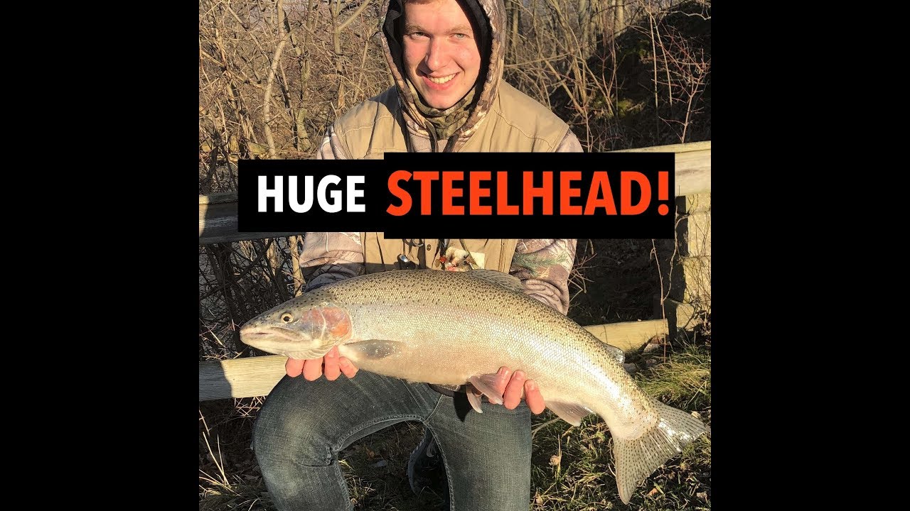 Fishing BIG Steelhead/Trout in Small Ohio Stream - YouTube