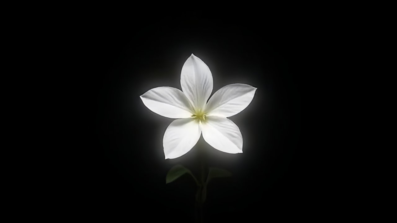 White flower effect black screen | Flower song black screen status ...