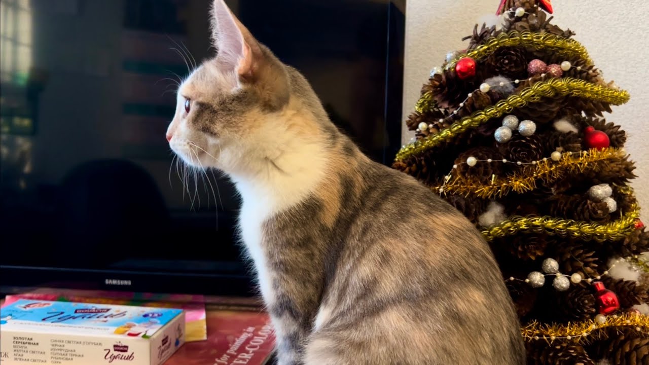 Cute kitty wants to have s*x, but the cat went home - YouTube
