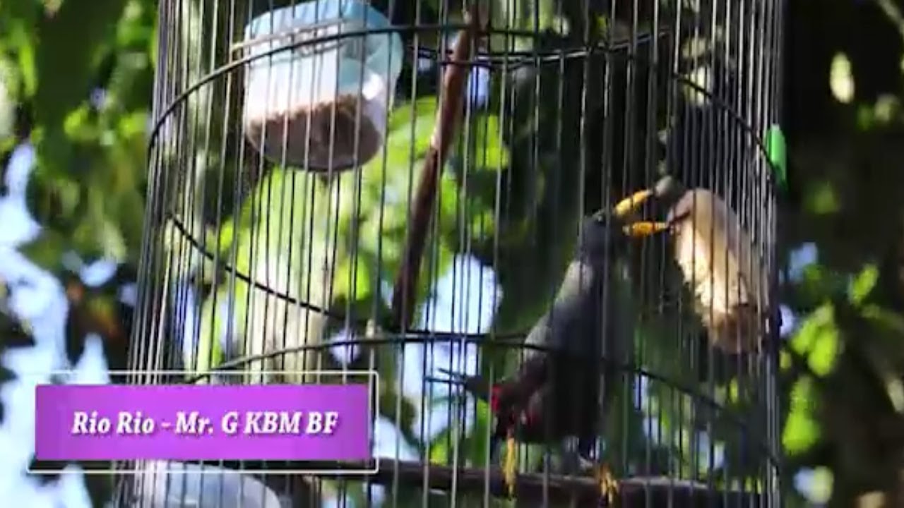 Masteran Yang Lagi VIRAL Jalak RIO-RIO Mantap Buat Pendamping Burung ...