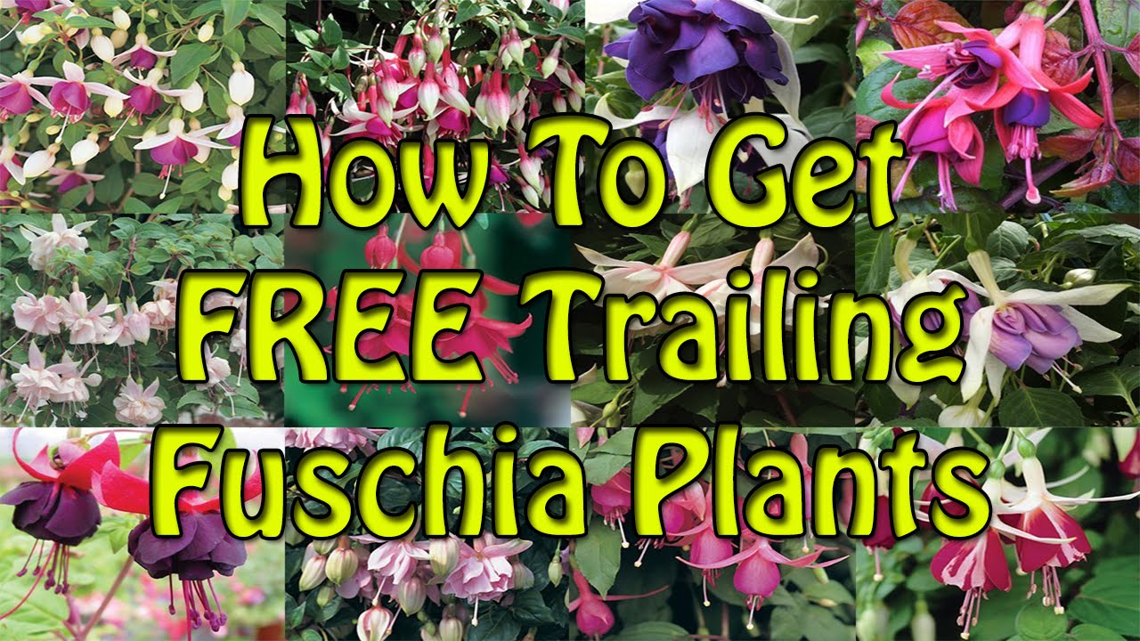 Easy Quick Taking Trailing Fuchsia Cuttings Guide FREE Plants - YouTube
