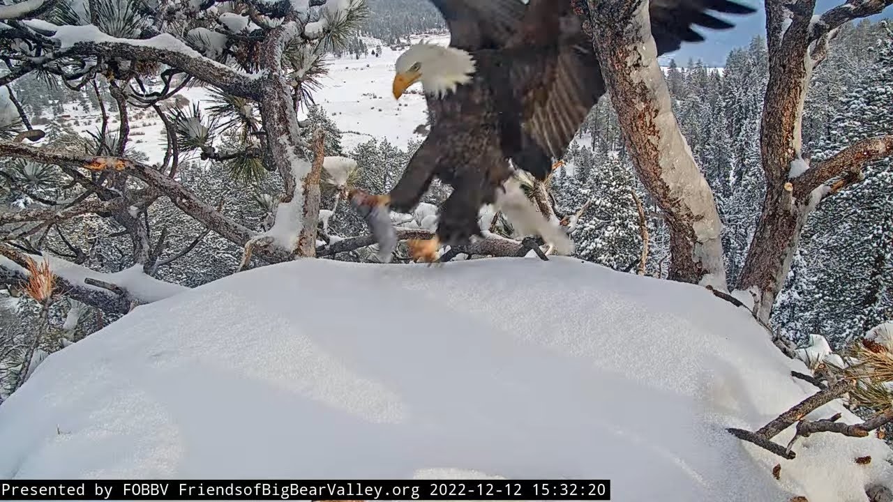 Immature Bald Eagle chasing Shadow with a fish Big Bear Bald Eagle Live ...