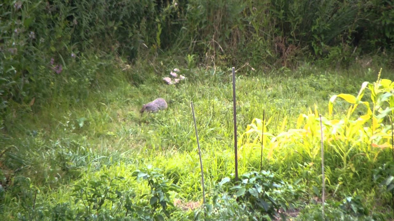 Groundhog Hunting Impact shots. - YouTube