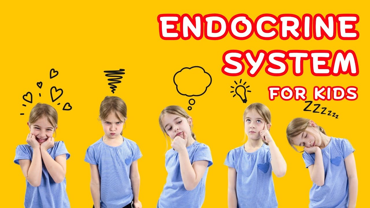 "Hormones Explained! Fun Body Science for Kids!" - YouTube