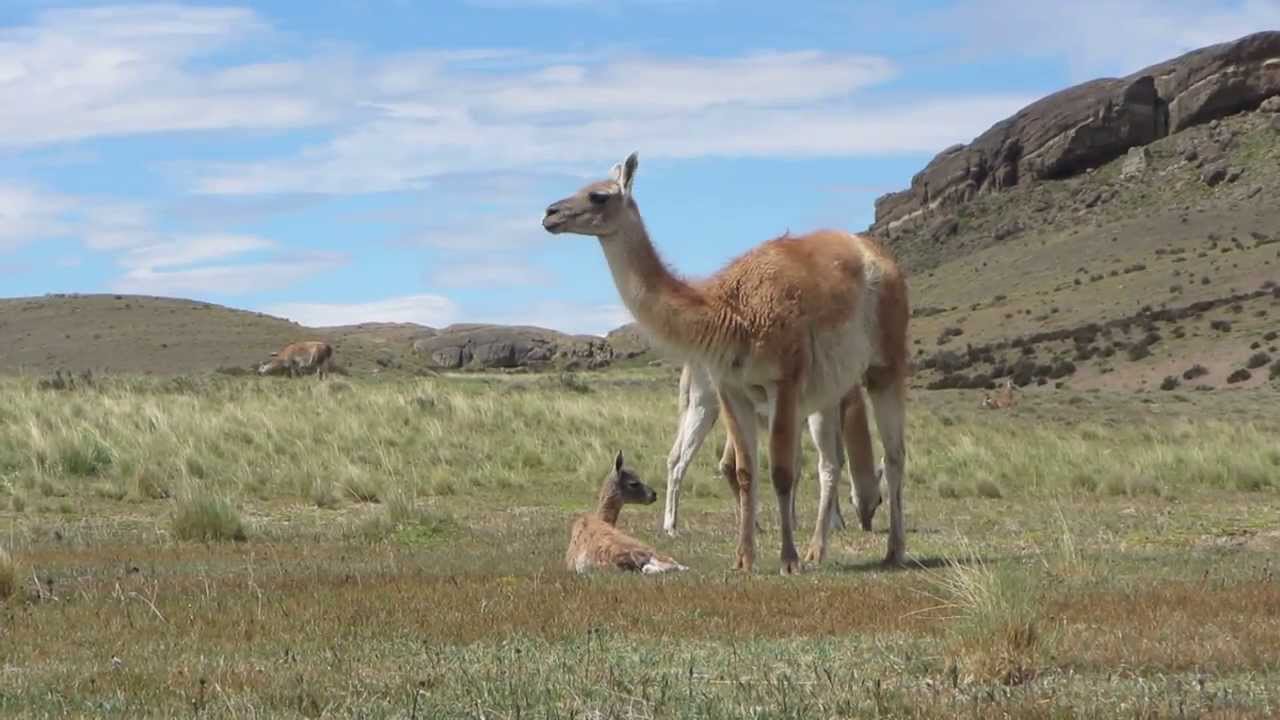 Guanaco y su cria - YouTube