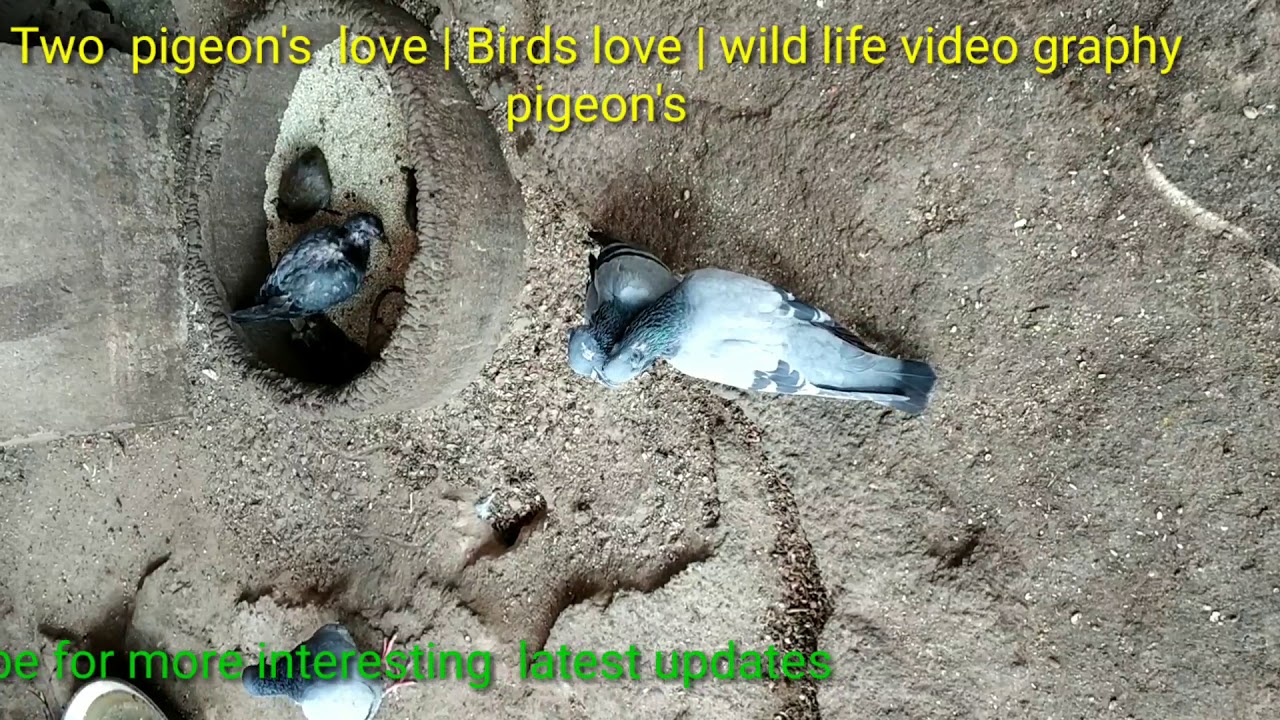 कबूतर, kabutar ,Birds,पक्षी pigeons - YouTube