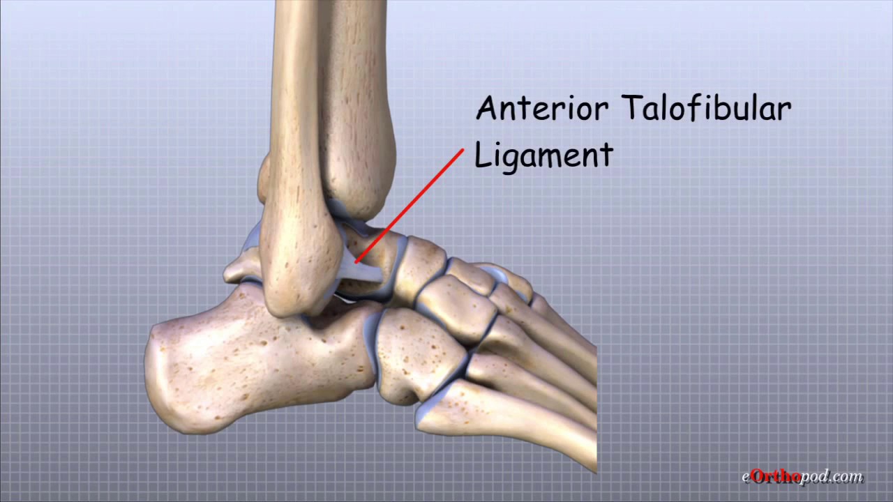 Ankle Anatomy (HD 720) - YouTube