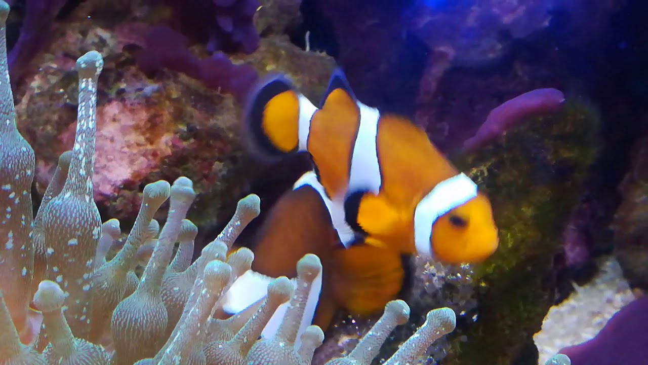 Immagini rilassanti di pesce pagliaccio "nemo" 🐟nell'acquario coppia di ...