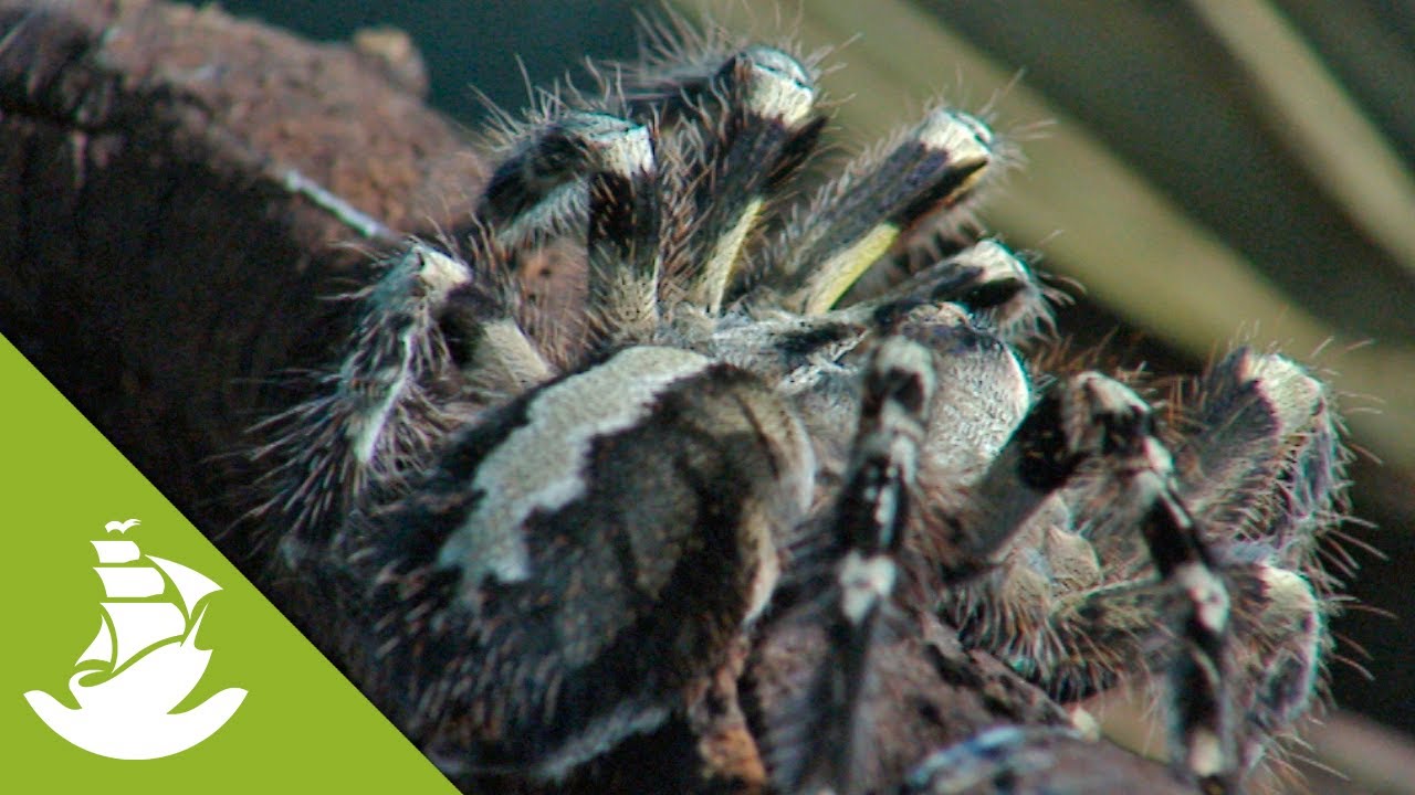 The Spiders Communication - YouTube