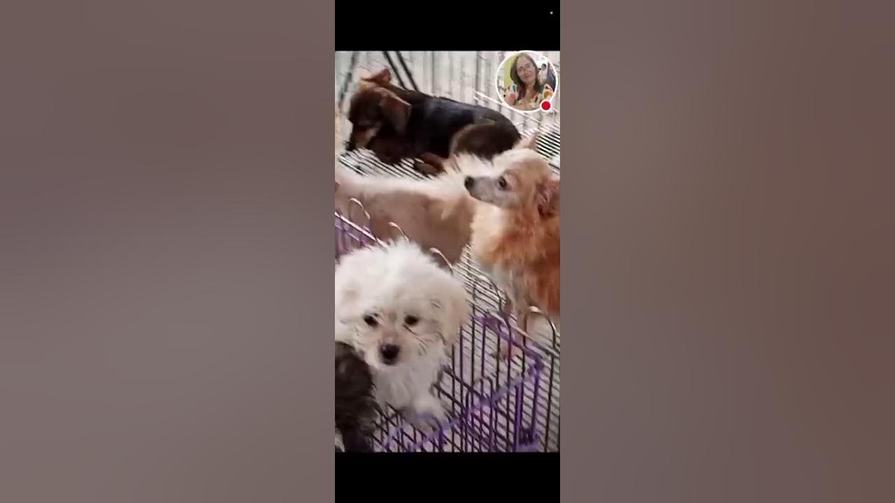 Corazon mix vlog is live! FOR UPDATE - YouTube