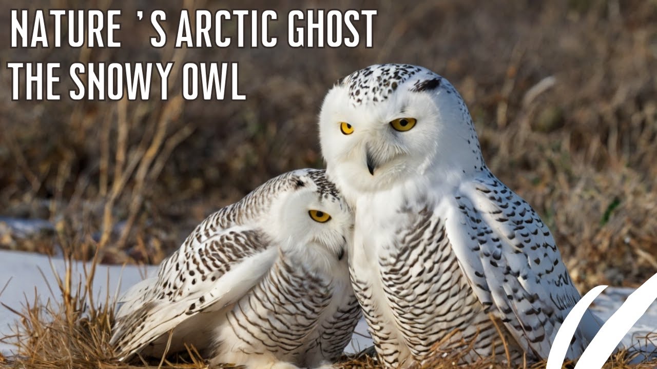 Meet the Snowy Owl: Nature's Arctic Ghost! | Owl Documentary ...