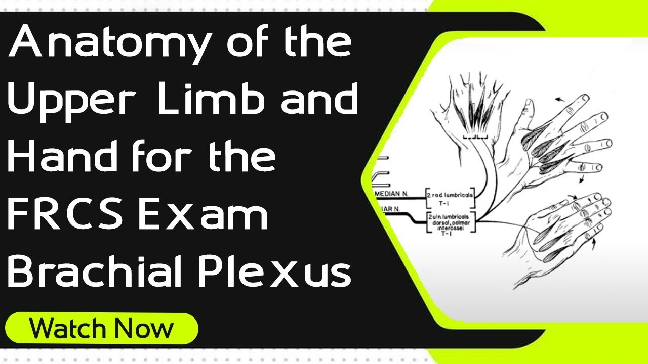 Anatomy Of The Upper Extremity Amazon.com: NEW HORIZON Human Arm