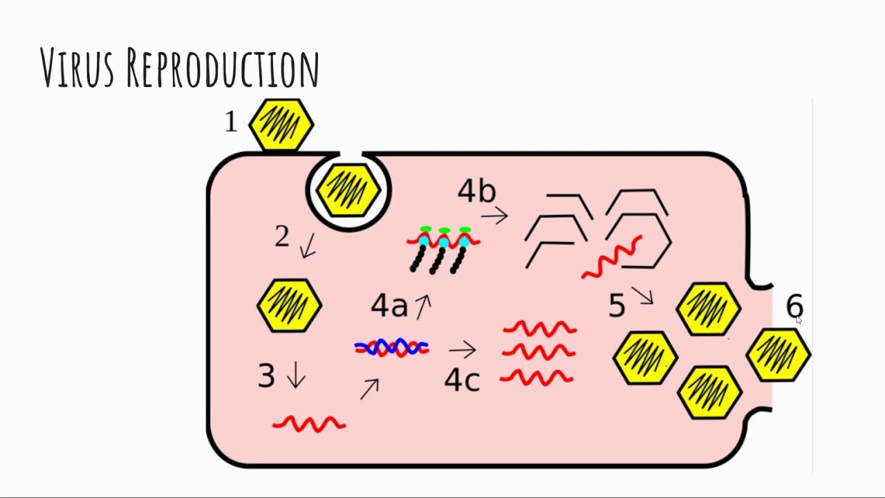 Agribiology: Unit 4 LT 3-5: Viruses and Protist - YouTube
