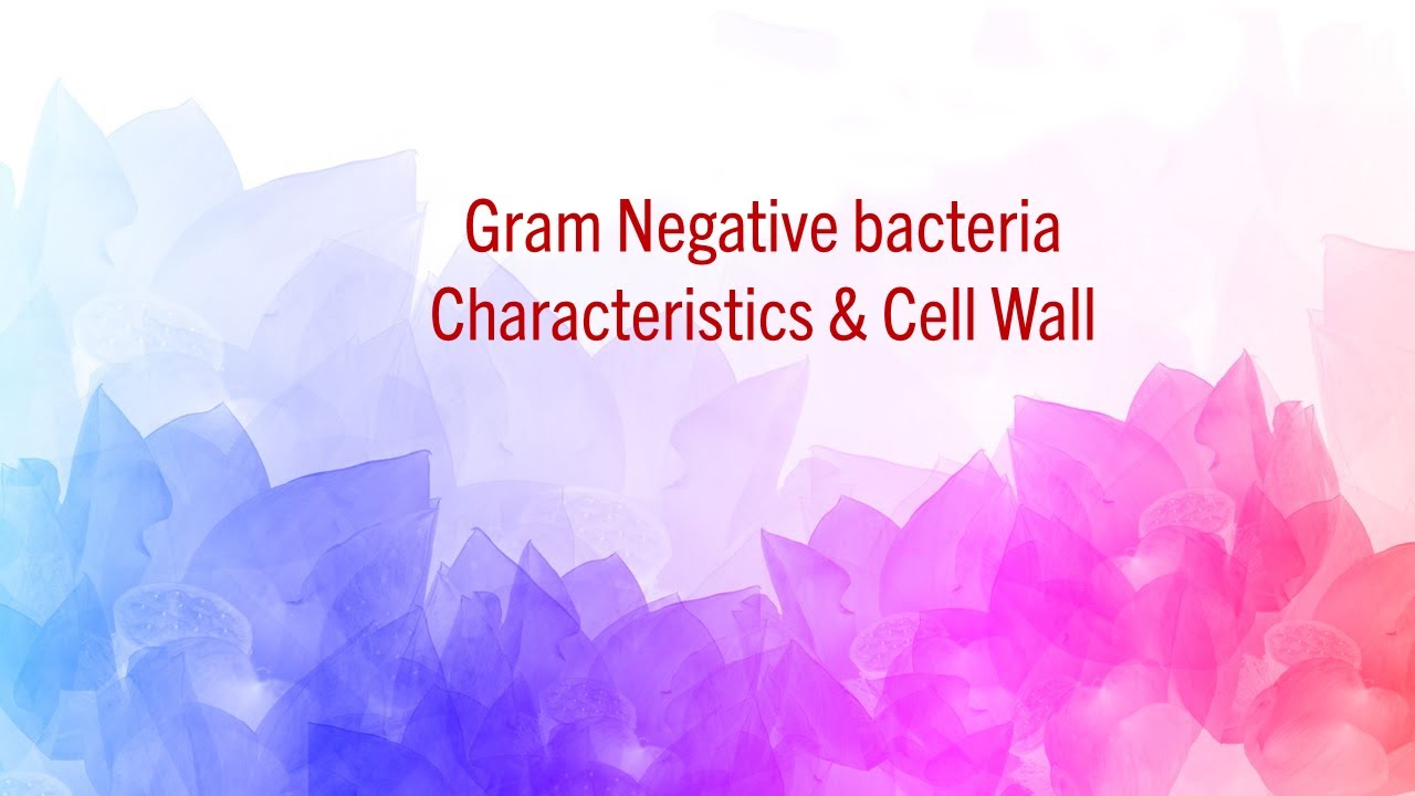 Gram Negative Bacteria - Characteristics & Cell Wall - YouTube