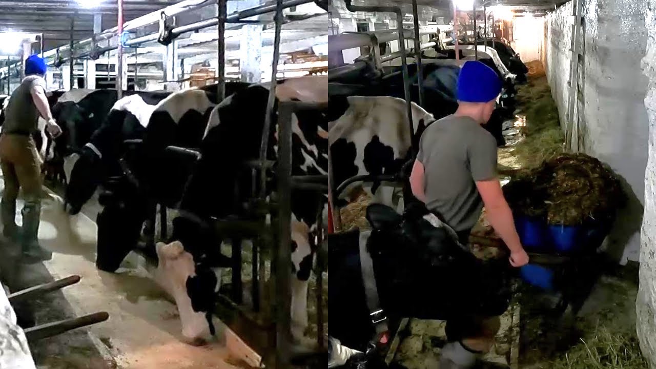 Milking Cows On a Small Family Dairy Farm! Our Nightly Routine! - YouTube