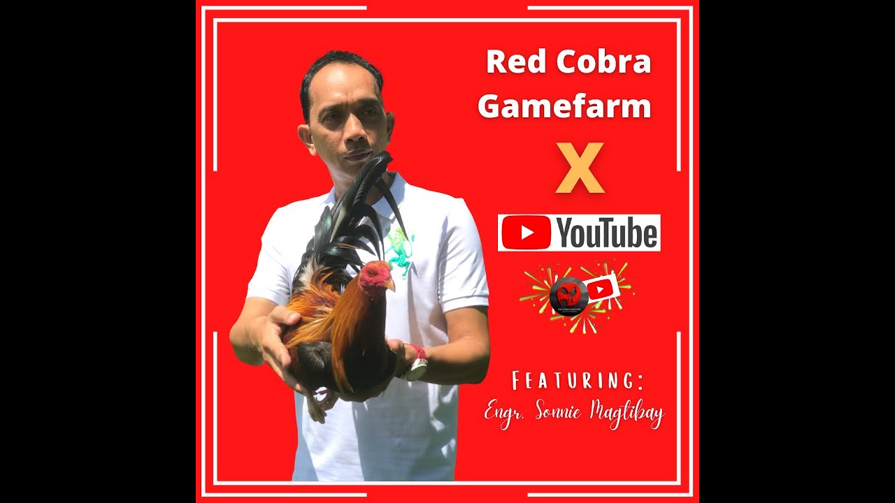 Red Cobra Gamefarm X Engr. Sonnie Magtibay - YouTube