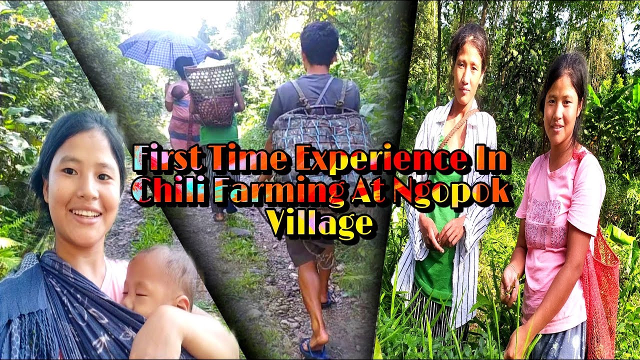 First Time Experience in Chili Farming At Ngopok Village ☺🔥🔥 - YouTube