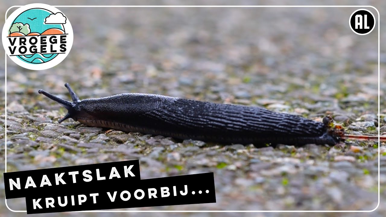 Naaktslak kruipt voorbij | Zelf Geschoten | Vroege Vogels - YouTube