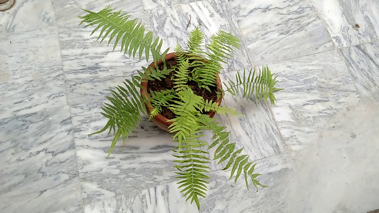 Fern Care-How To Care For Sword Fern - YouTube
