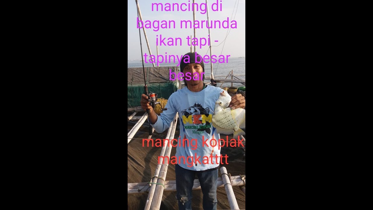 Mancing di bagan dapat ikan tapi - tapi - YouTube