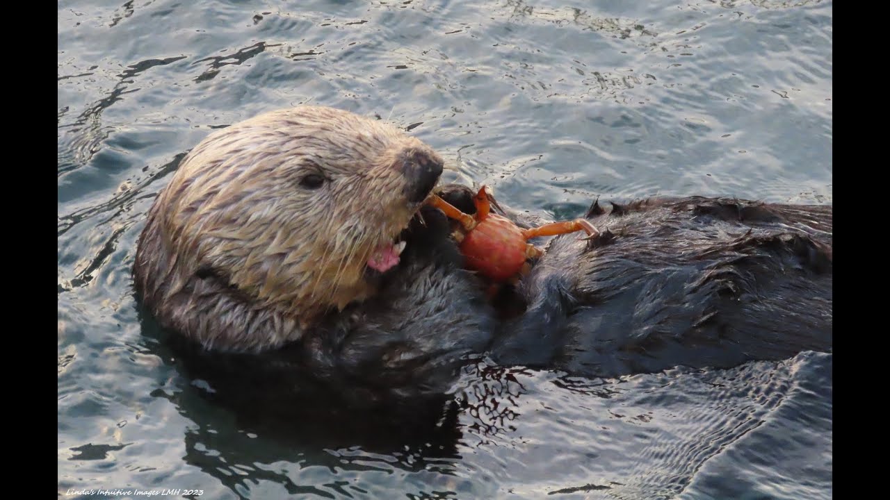 Morning Walk filled with Sea Otters - Monterey Bay - YouTube