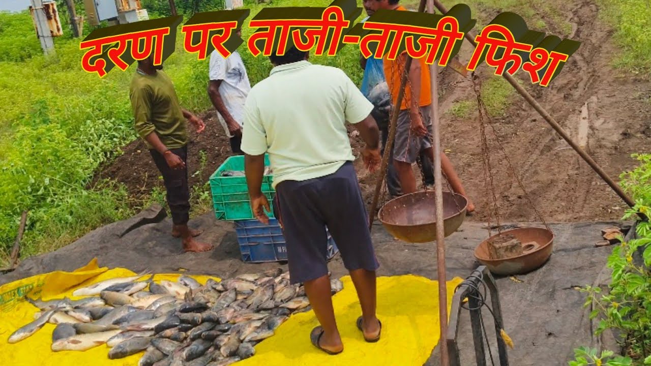 Dharan पर Fish Lovers के लिए खास Video 🐠 - YouTube