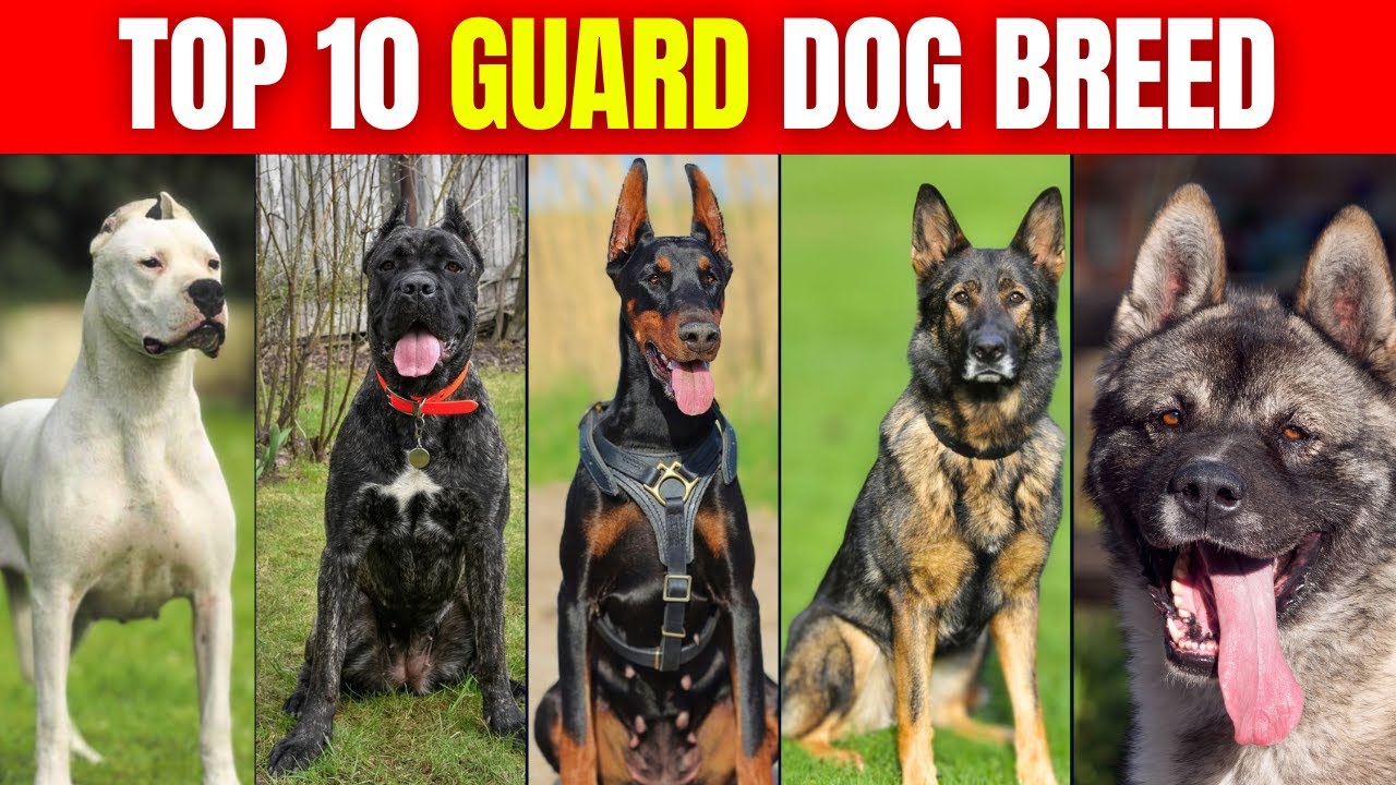 Top 10 Guard dog breeds. - YouTube