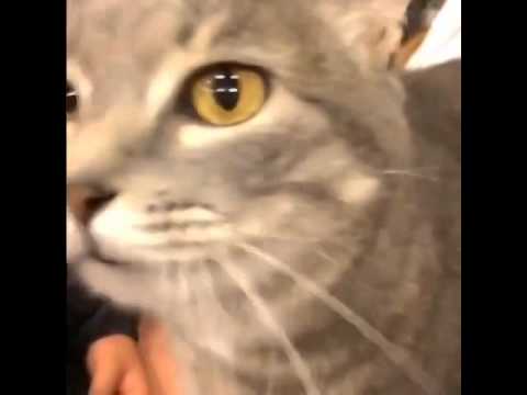 Rapping cat vines and best Rapping cats vine videos - YouTube