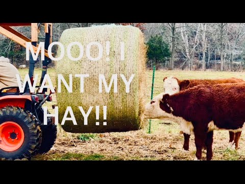 MOOO! I WANT MY HAY! A DAY IN THE FARM. - YouTube