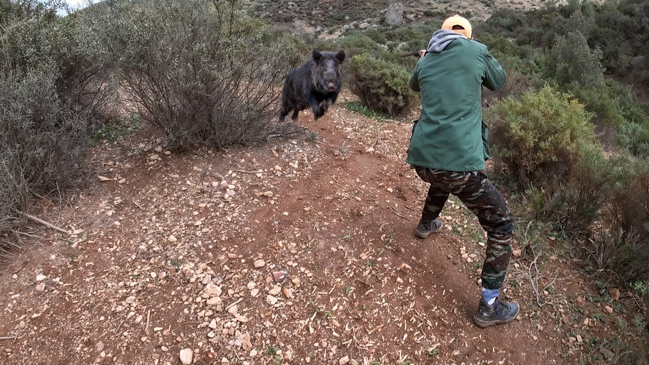 Wild Boar Attack From the Bushes – 40 Shots in 4 Minutes - YouTube