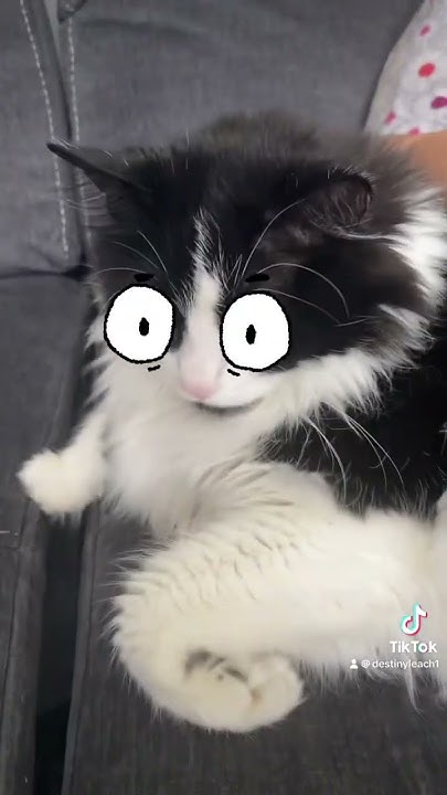 Catvideos Sillycat Fyp Youtube