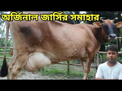 অর্জিনাল জার্সি গাভীর একমাত্র খামার রাহি ডেইরি ফার্ম.বাঘাবাড়ীর দিন শেষ ...