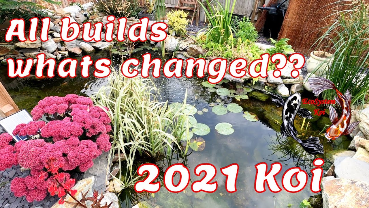 EcoSystem Koi in 2021 ReCap, Multiple Pond/Tank builds, Koi fry, Koi ...
