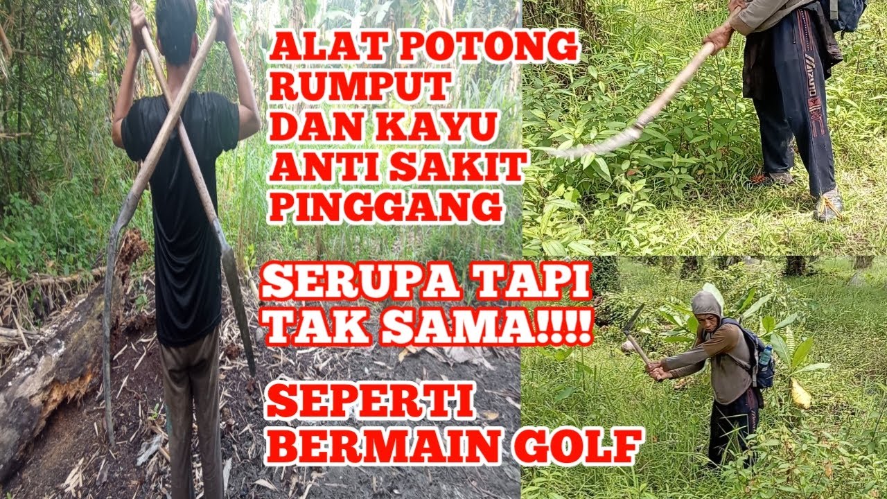 PERBEDAAN OMBANG AMBING DAN PARANG PECOK ALAT POTONG RUMPUT ANTI SAKIT ...