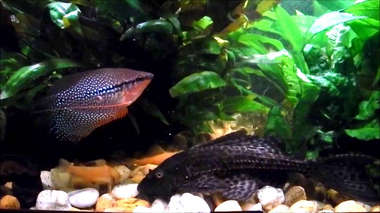 Pterygoplichthys pardalis - Krunýřovec pardálí - YouTube
