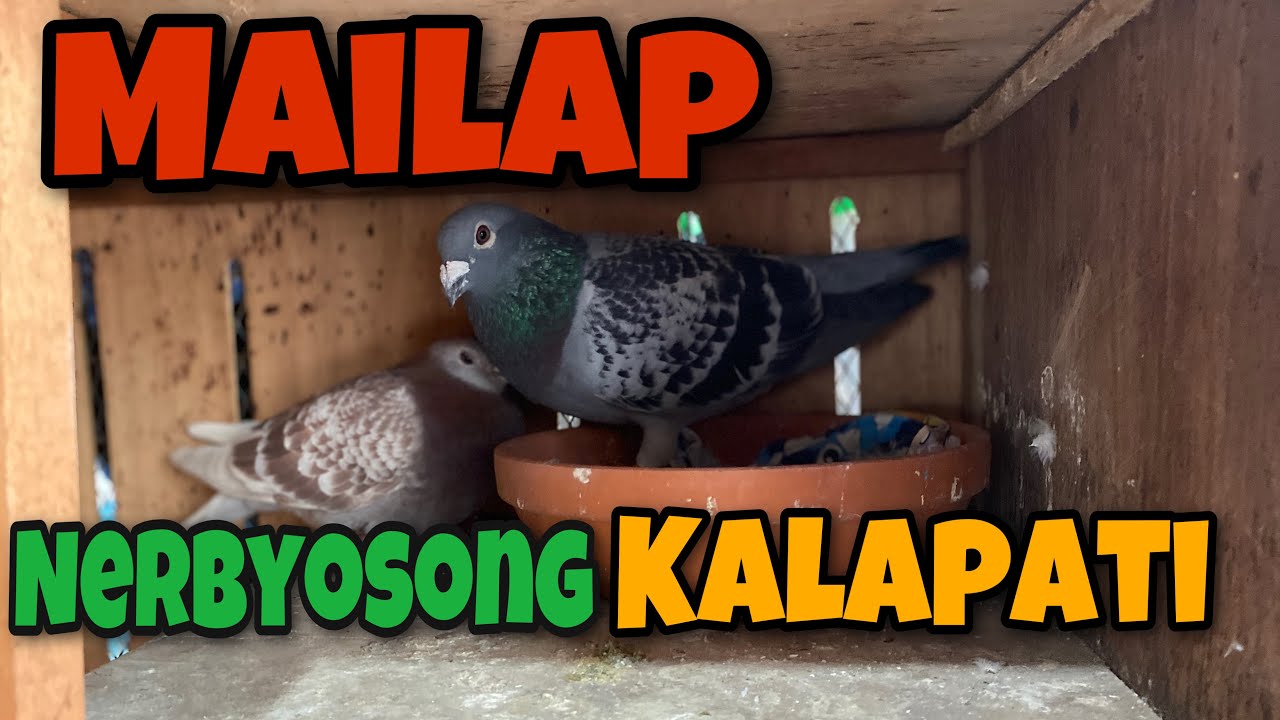 MGA MAILAP AT NERBYOSONG KALAPATI PWEDENG MASOLUSYONAN |Reggie Cruz ...