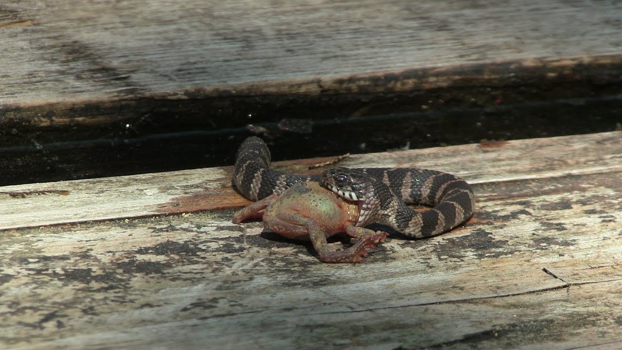 Baby Toad vs Baby Water Snake and the Toad WINS! - YouTube